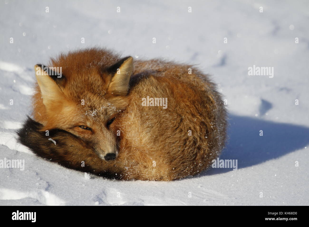 Arctic fox curled hi-res stock photography and images - Alamy