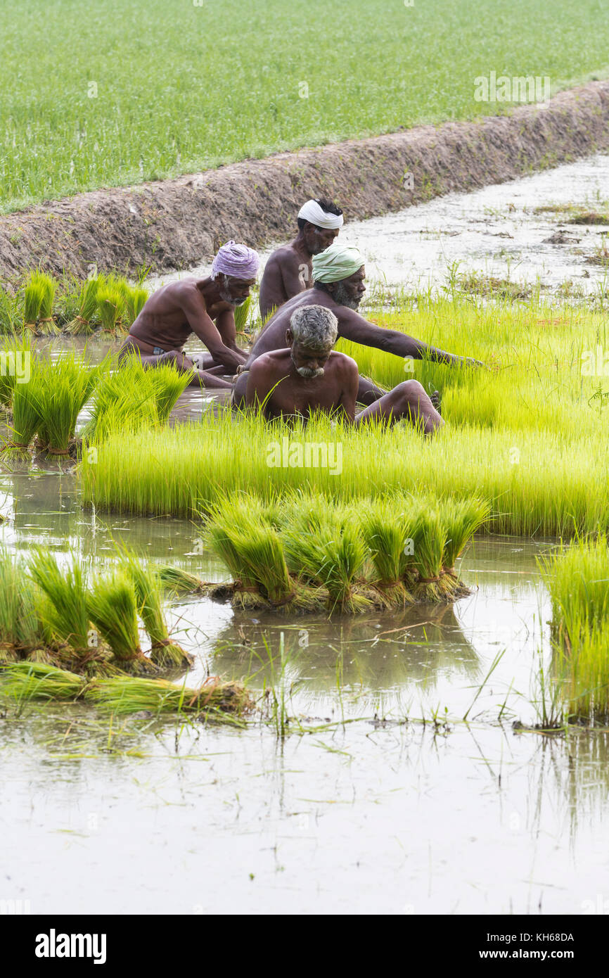 Tamil nadu farmers 2017 hi-res stock photography and images - Alamy