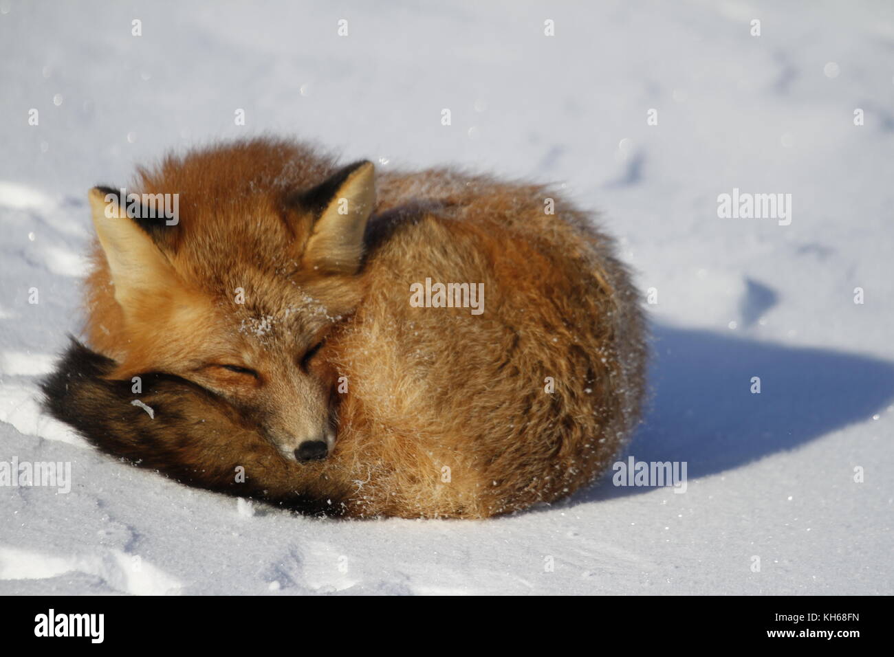Fox sleeping snow hi-res stock photography and images - Alamy