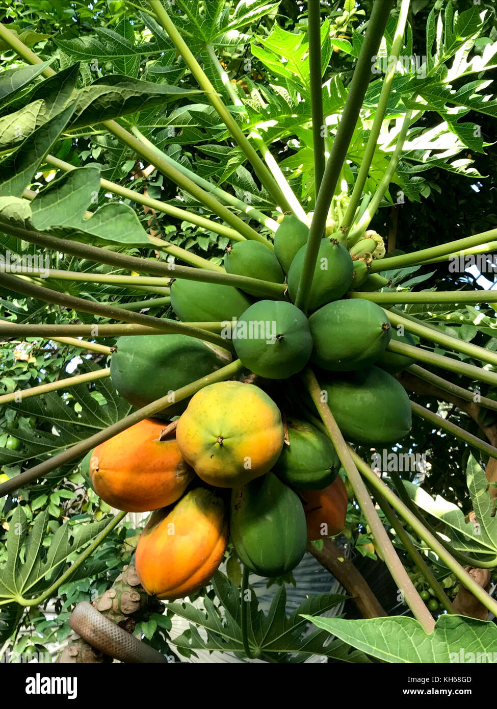 Papaya palm hi-res stock photography and images - Alamy