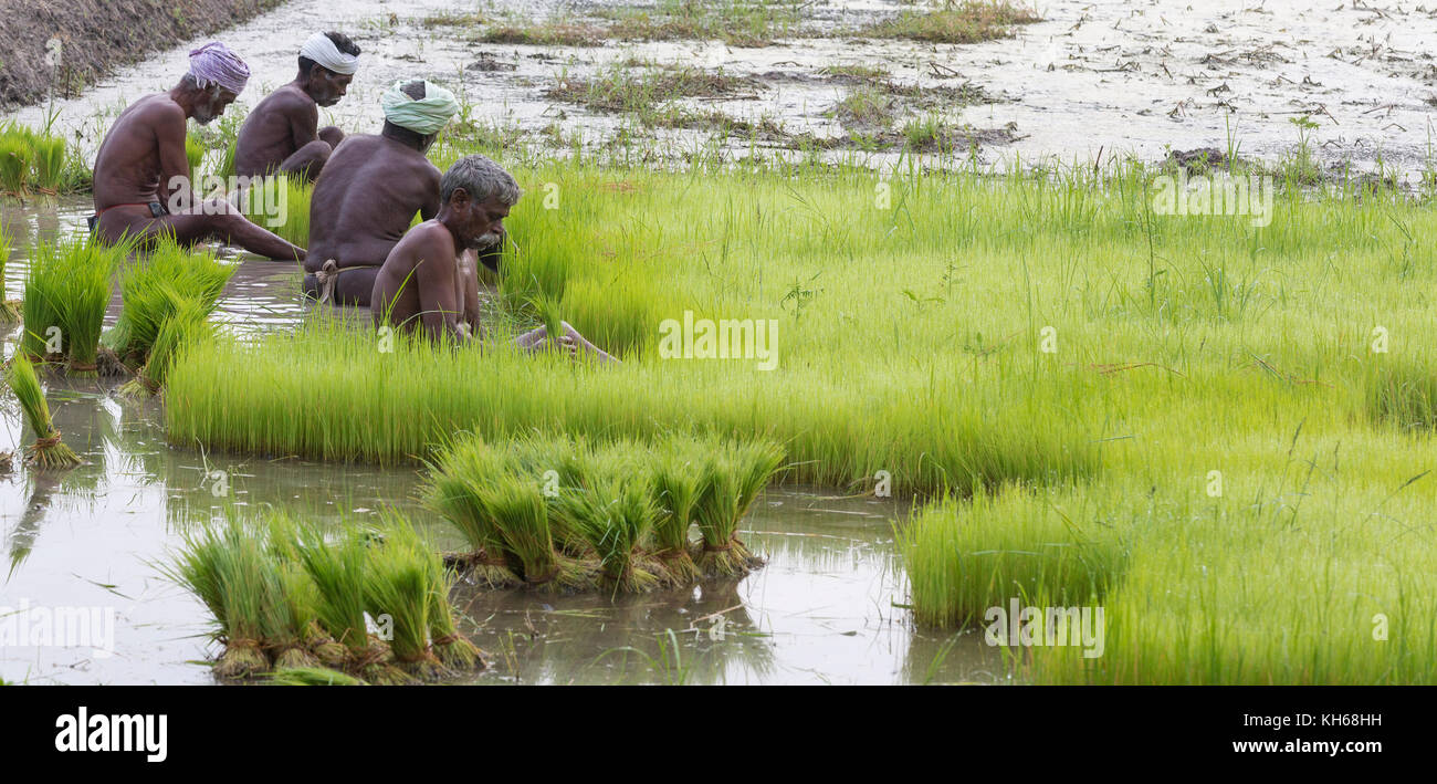 PONDICHERY, PUDUCHERY, INDIA - CIRCA SEPTEMBER 2017. Unidentified ...