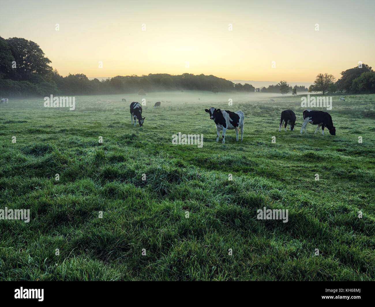 Early Autumn countryside morning,Northern Ireland Stock Photo - Alamy