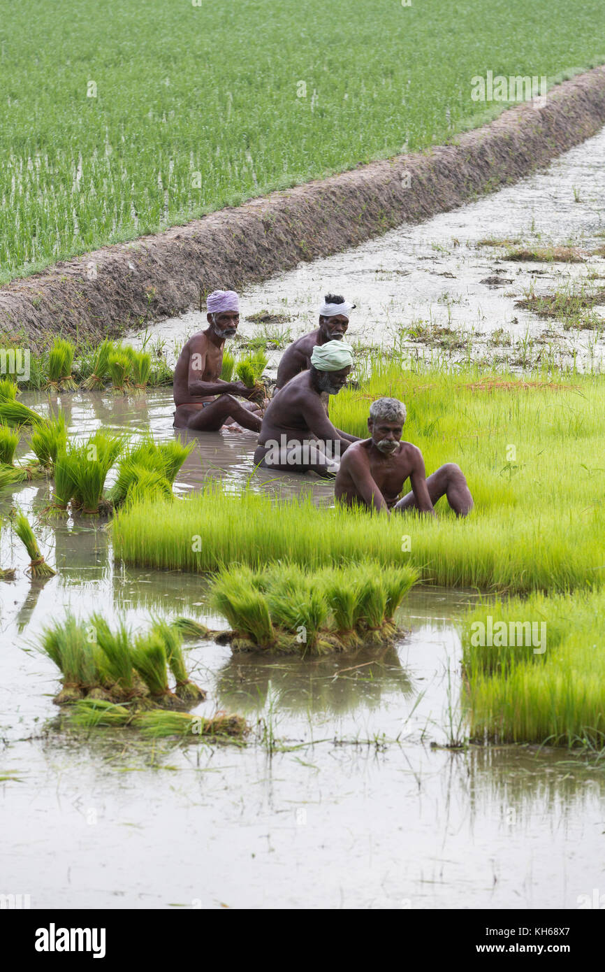 PONDICHERY, PUDUCHERY, INDIA - CIRCA SEPTEMBER 2017. Unidentified ...