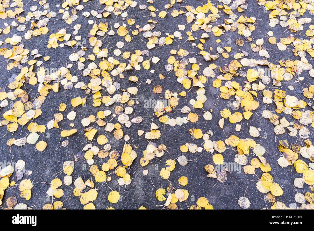 Background image with pattern of fallen yellow leaves at fall season ...
