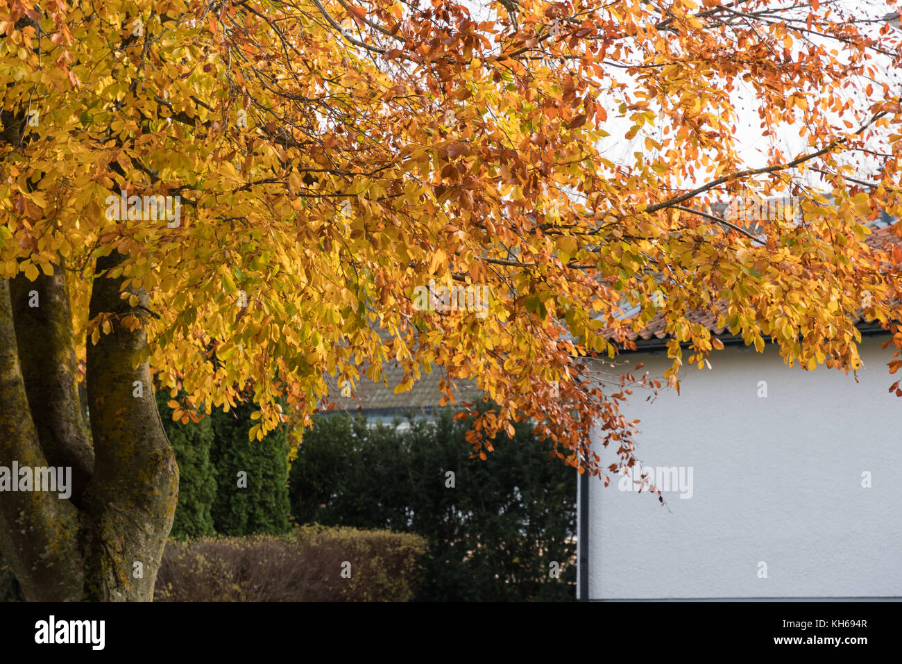 Colorful beech tree hi-res stock photography and images - Alamy