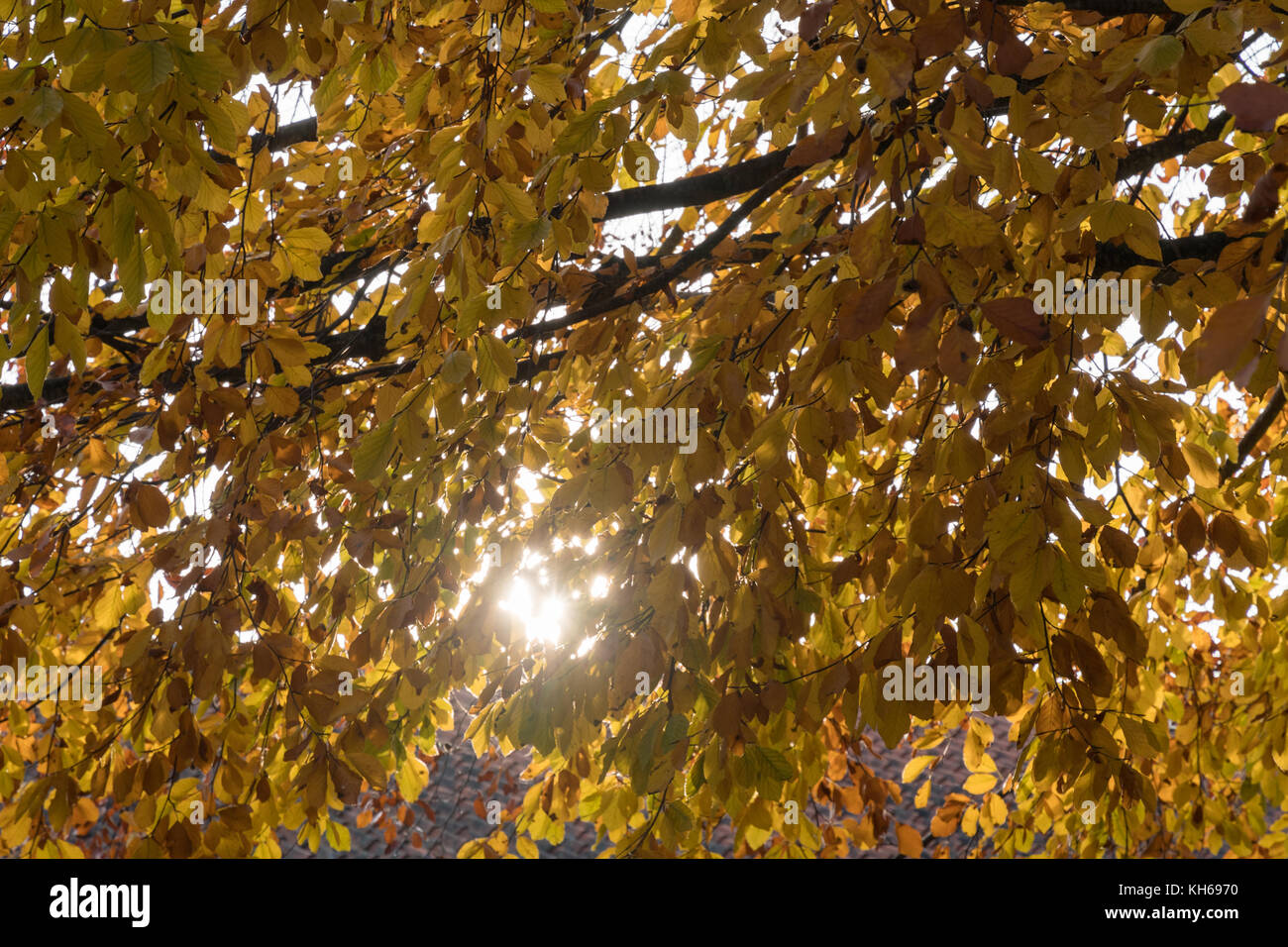 Backlit sparkling colorful beech tree branches Stock Photo - Alamy