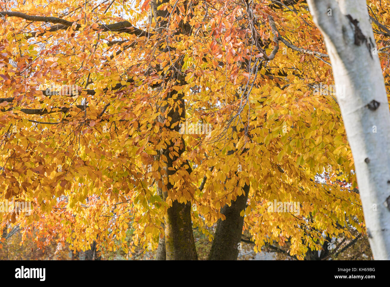 Glowing colorful beech tree in fall season colors Stock Photo - Alamy