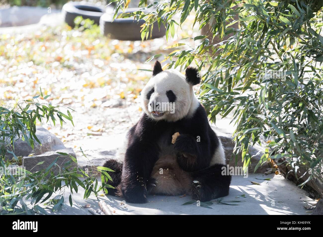 Captive Panda Meng'er playing outside at the Panda House as U.S First ...