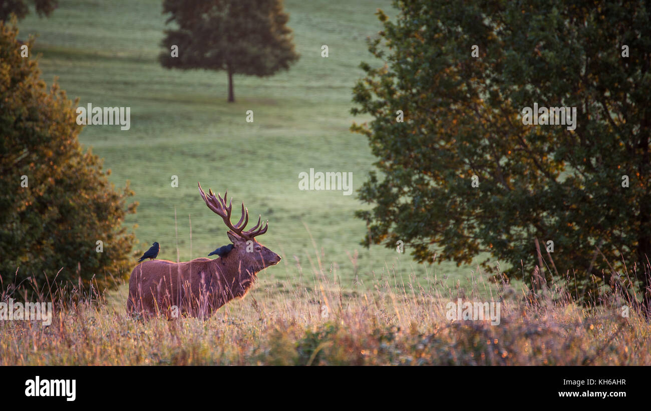 Deer and winged friends Stock Photo - Alamy