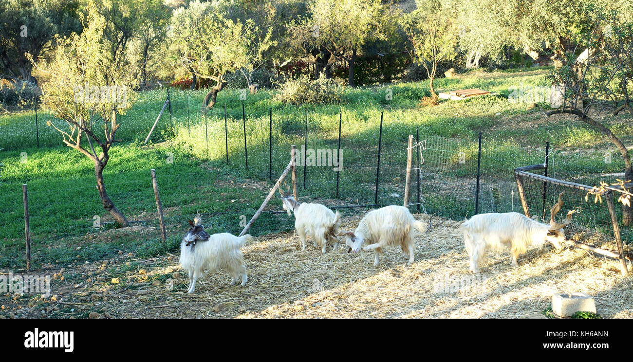 Girgentana goat Agrigento Sicily Italy Stock Photo - Alamy