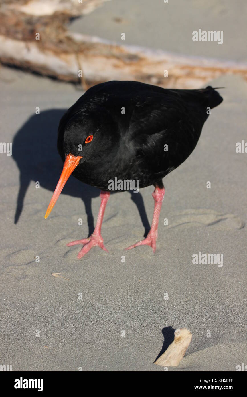 New Zealand shorebirds Stock Photo - Alamy