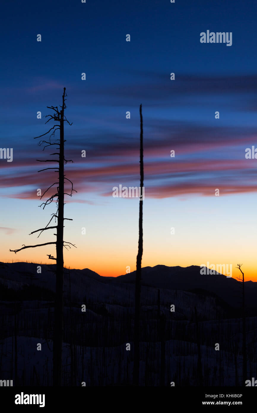 Two Tall Trees High Resolution Stock Photography and Images - Alamy