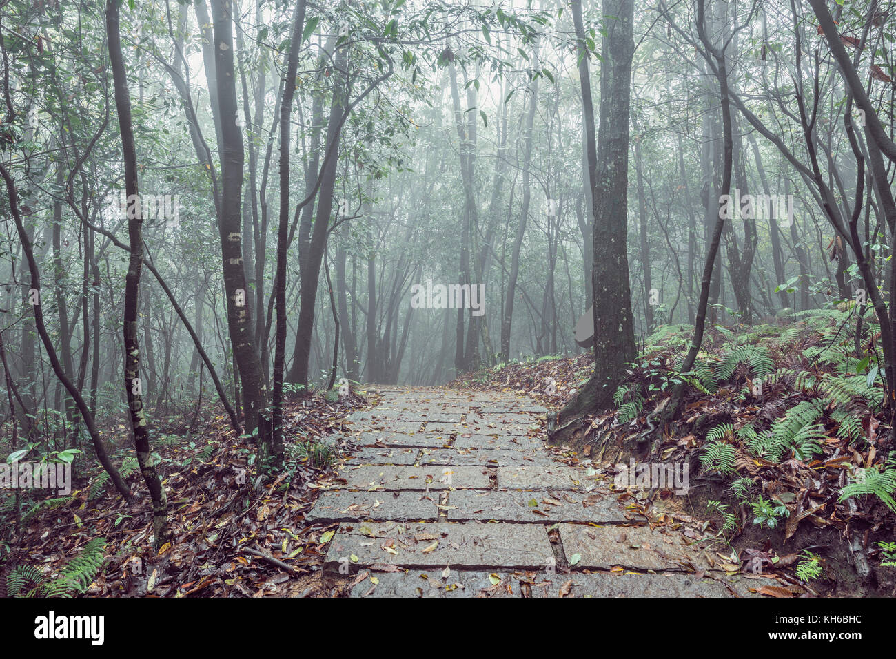 Wet stone path in Zhangjiajie Forest Park at foggy rainy day time ...