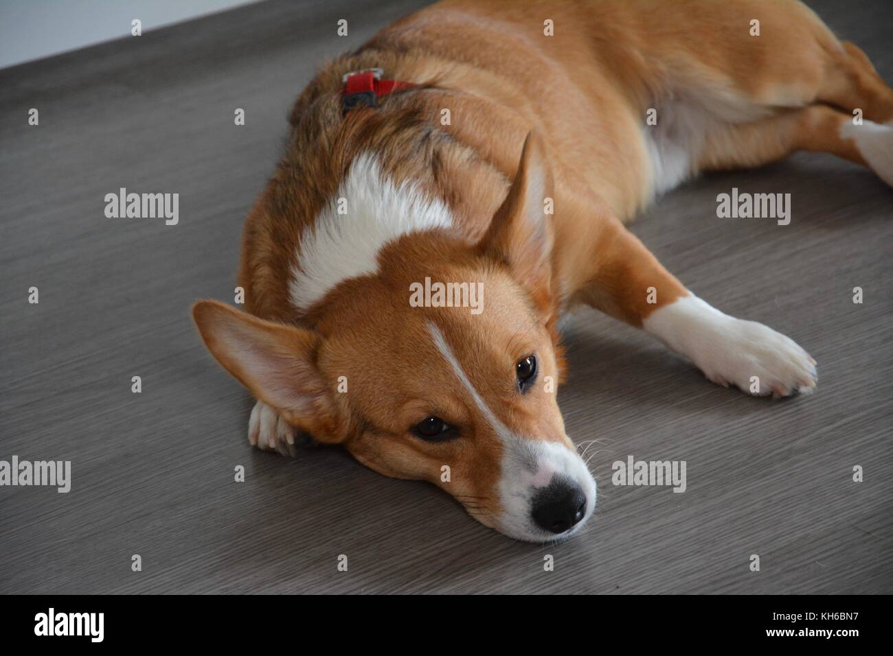 A red sable Welsh Pembroke Corgi Puppy indoors Stock Photo - Alamy