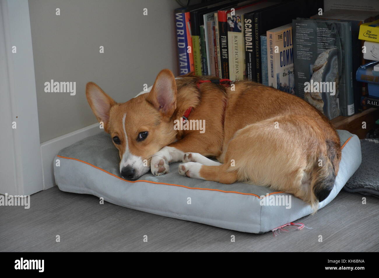 A red sable Welsh Pembroke Corgi Puppy indoors Stock Photo - Alamy
