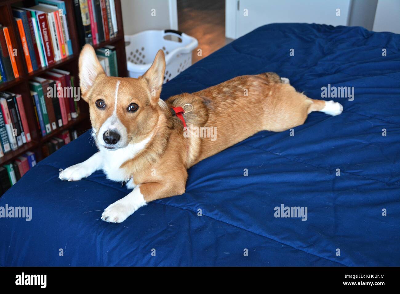 A red sable Welsh Pembroke Corgi Puppy indoors Stock Photo - Alamy