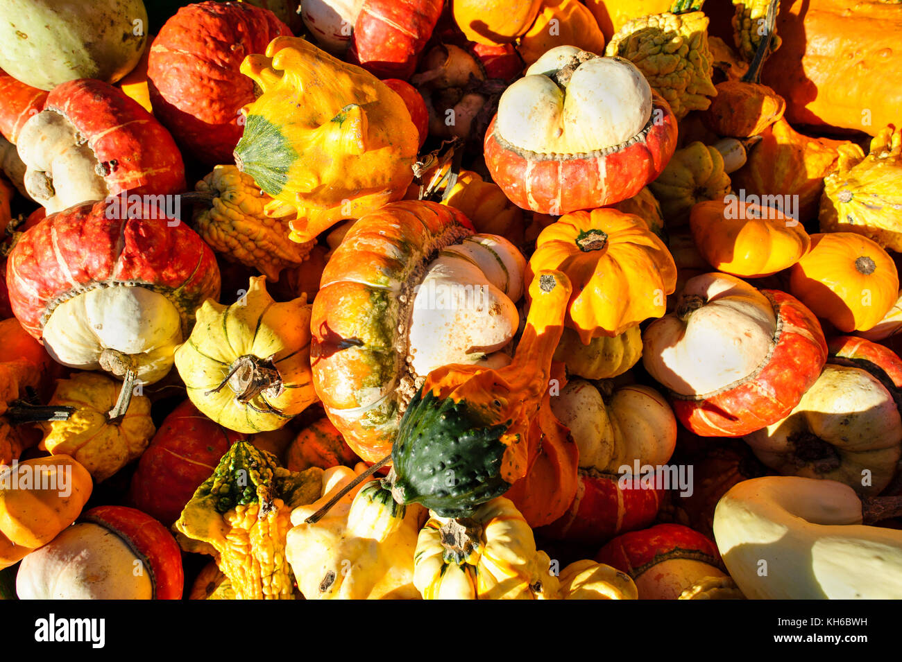 Squash is a variety of colorful squash in in a collage of color Stock ...