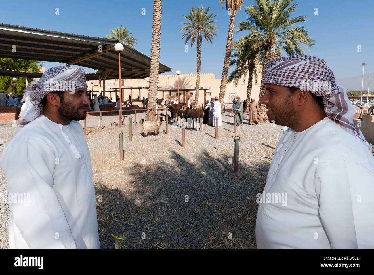 Nizwa cattle market, Oman Stock Photo - Alamy