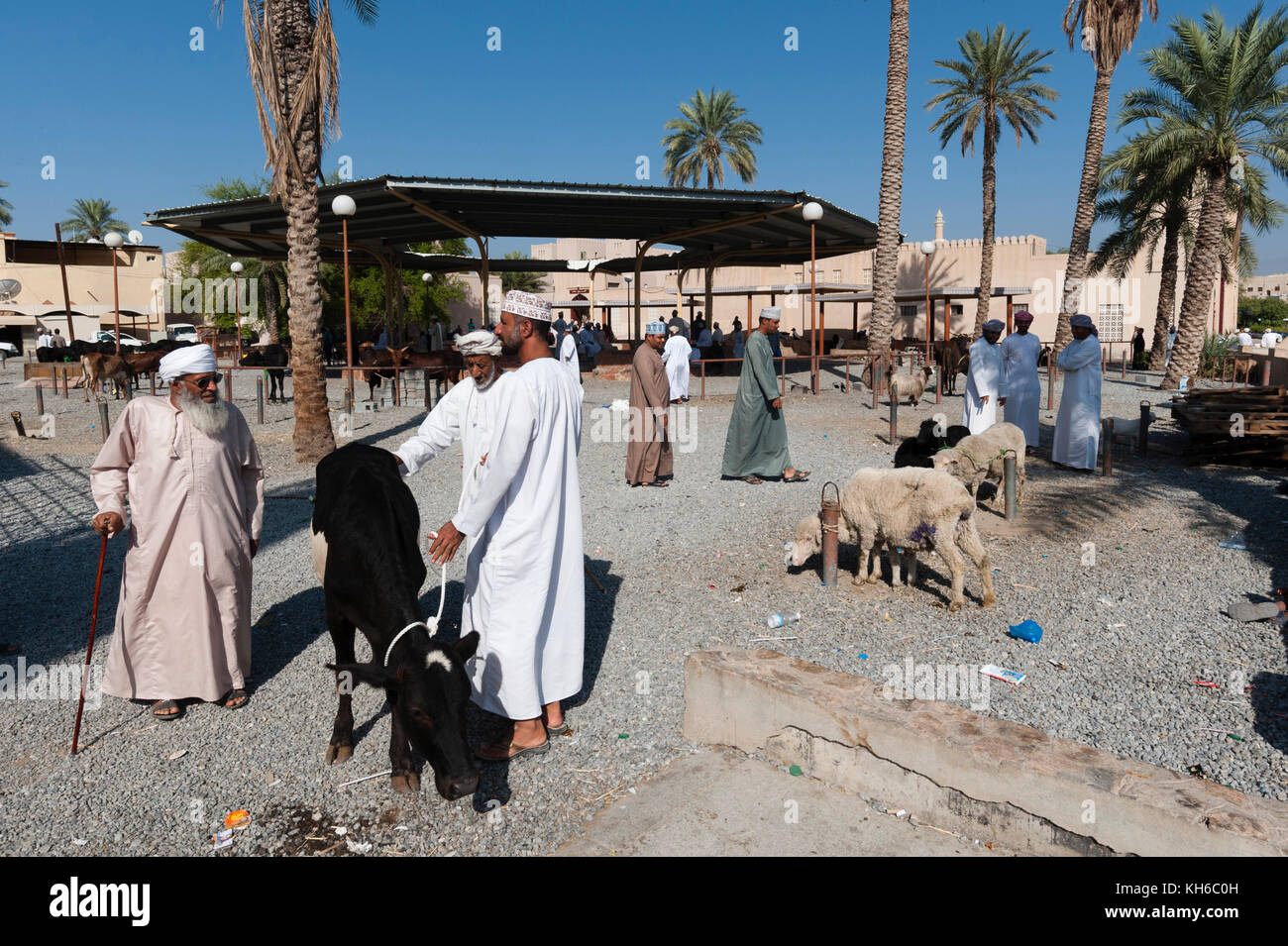 Nizwa cattle market, Oman Stock Photo - Alamy