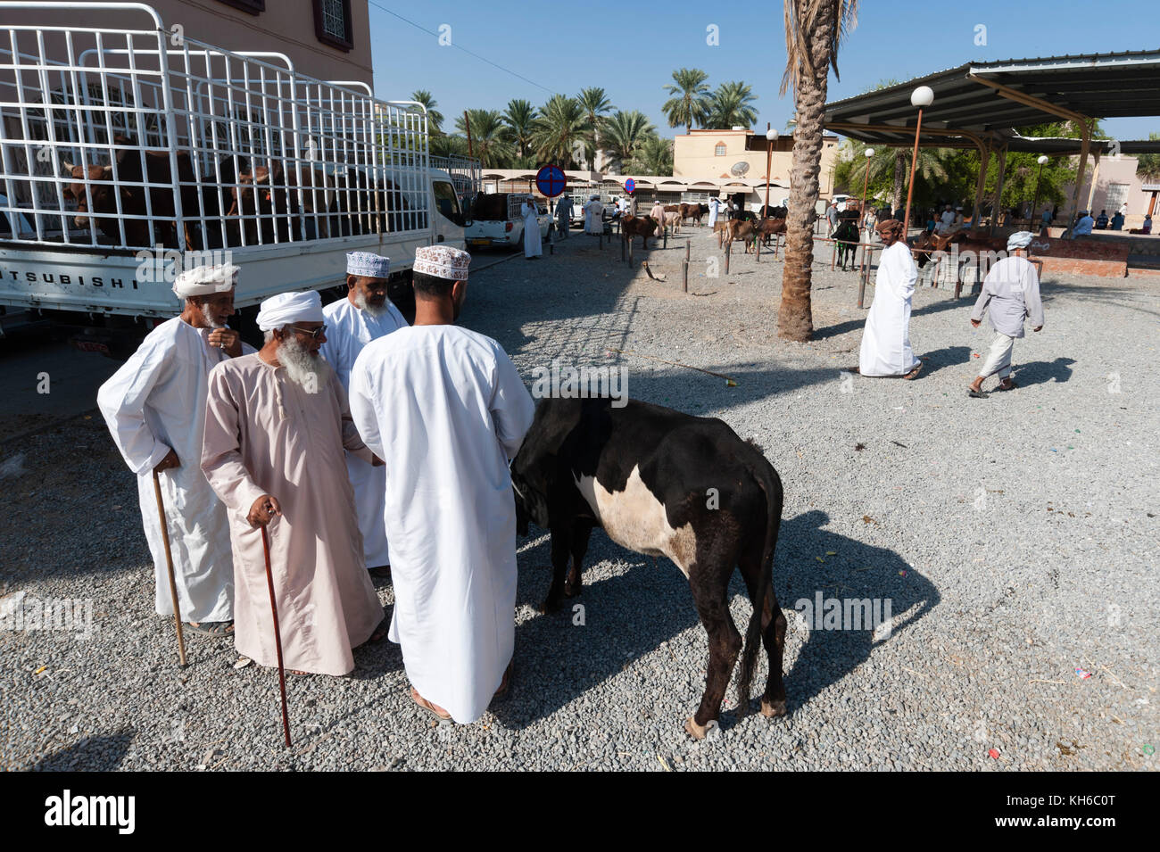 Nizwa cattle market, Oman Stock Photo - Alamy
