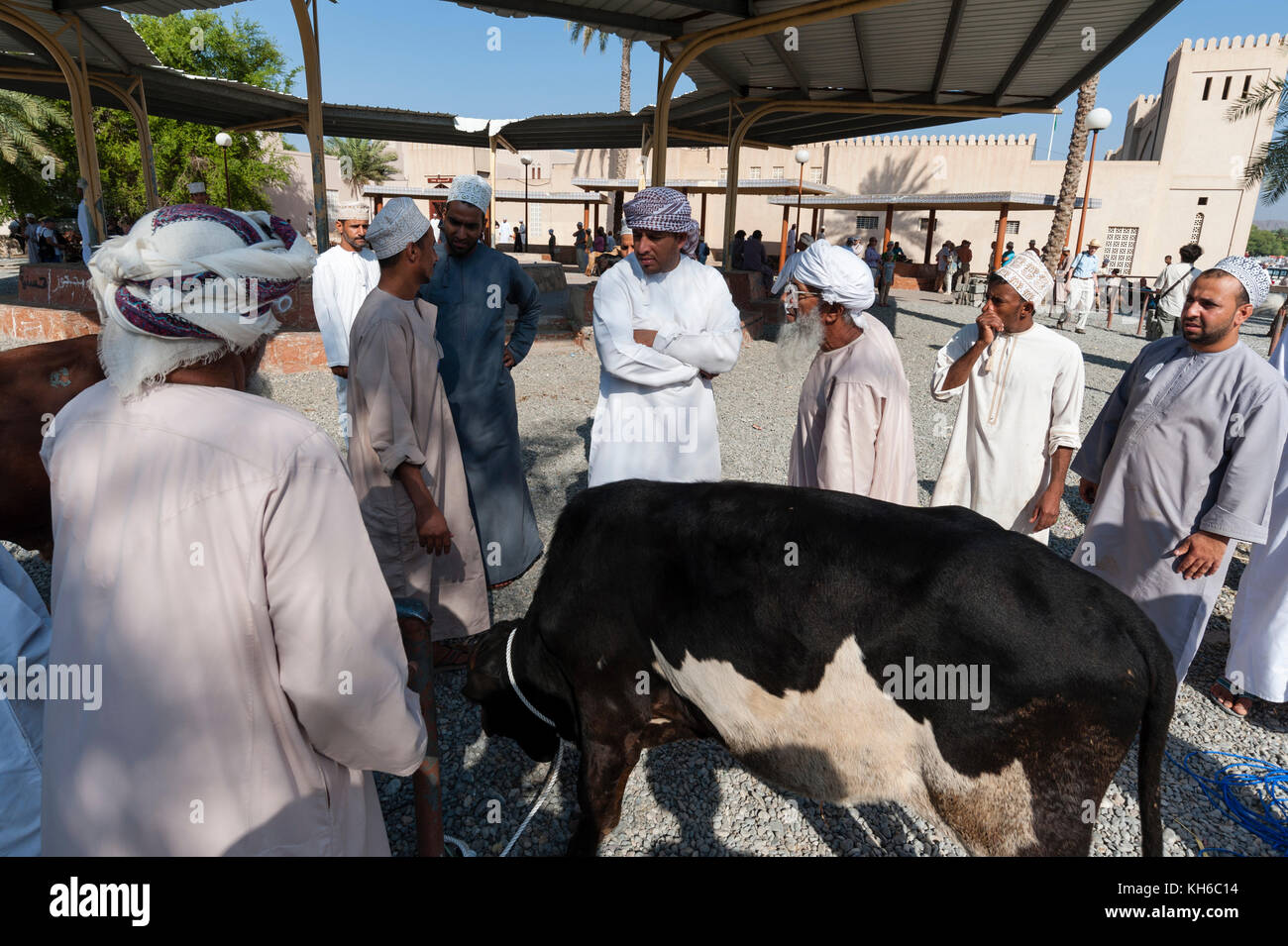 Nizwa cattle market, Oman Stock Photo - Alamy