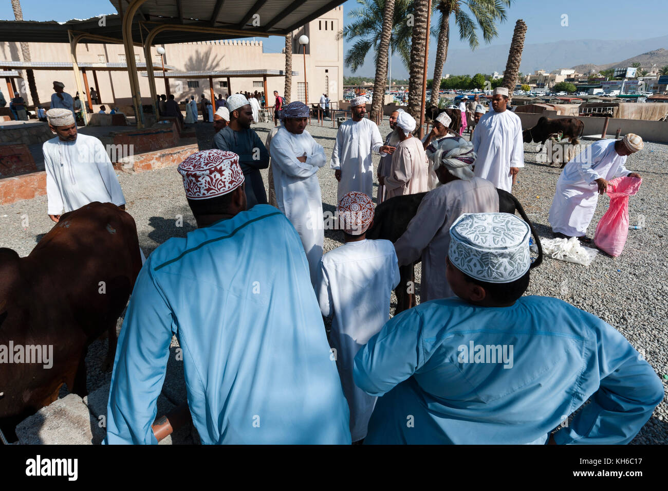 Nizwa cattle market, Oman Stock Photo - Alamy