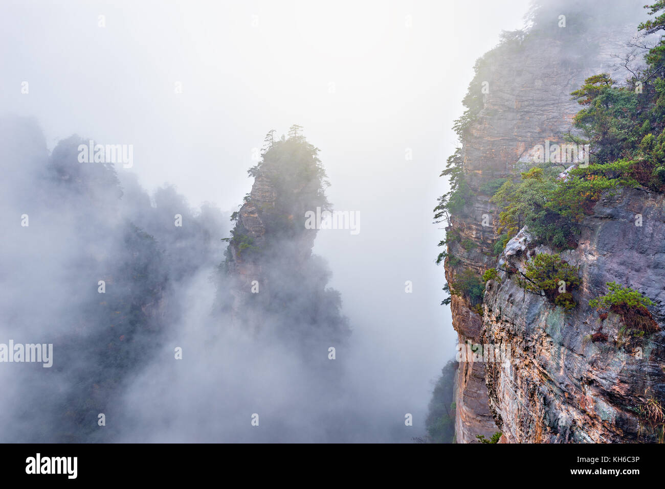 Trees on the cliffs in Zhangjiajie Forest Park at foggy day time. China ...
