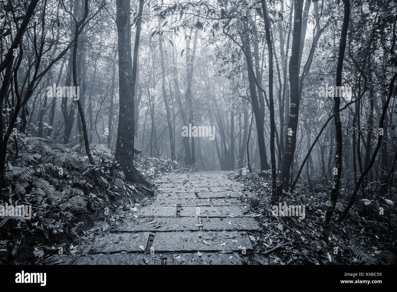 Wet stone path in the foggy forest at evening time Stock Photo - Alamy