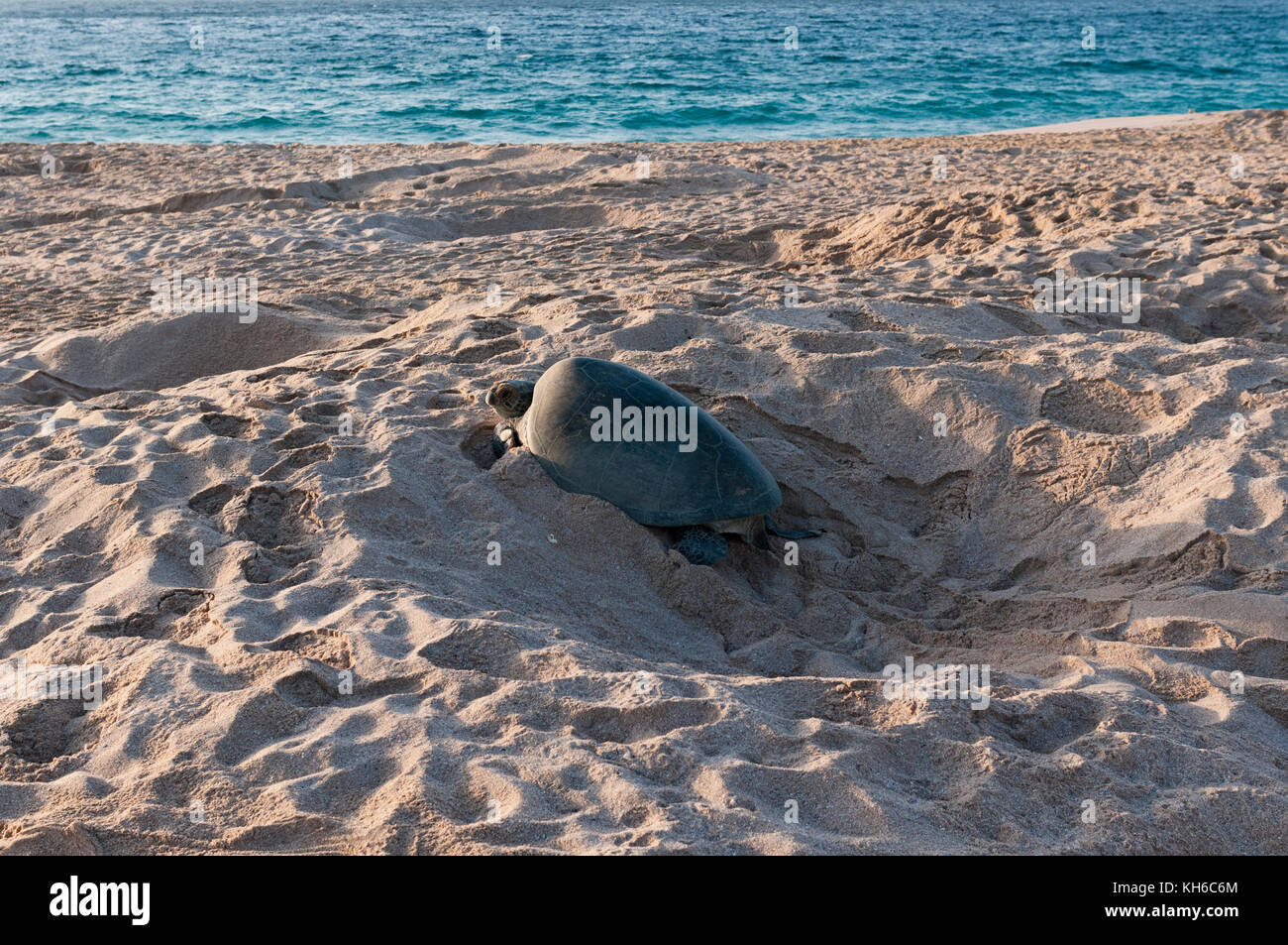 Oman turtle hi-res stock photography and images - Alamy