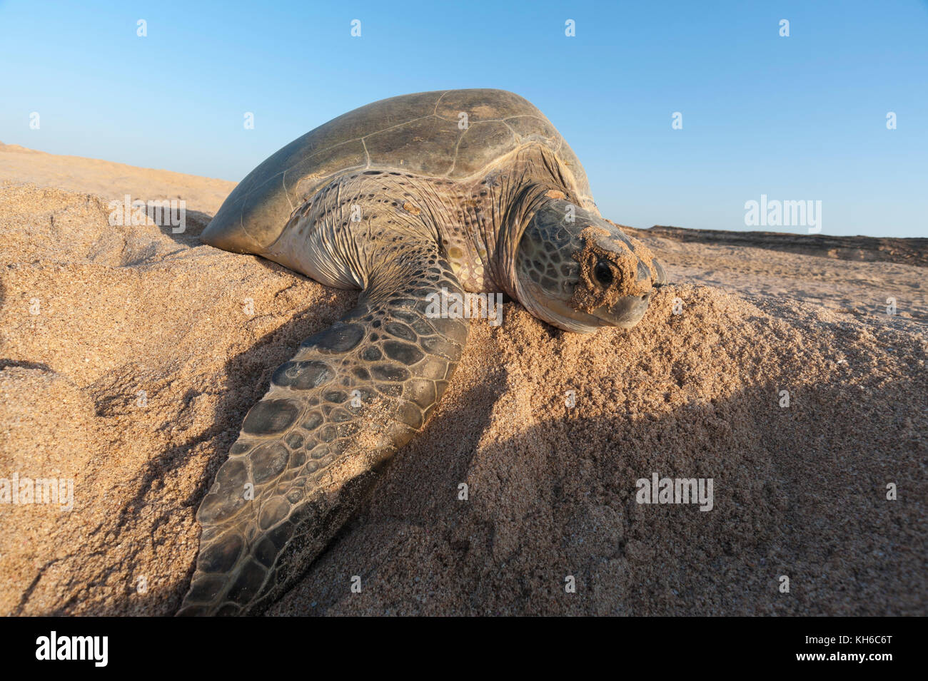 Ras al jinz turtle hi-res stock photography and images - Alamy