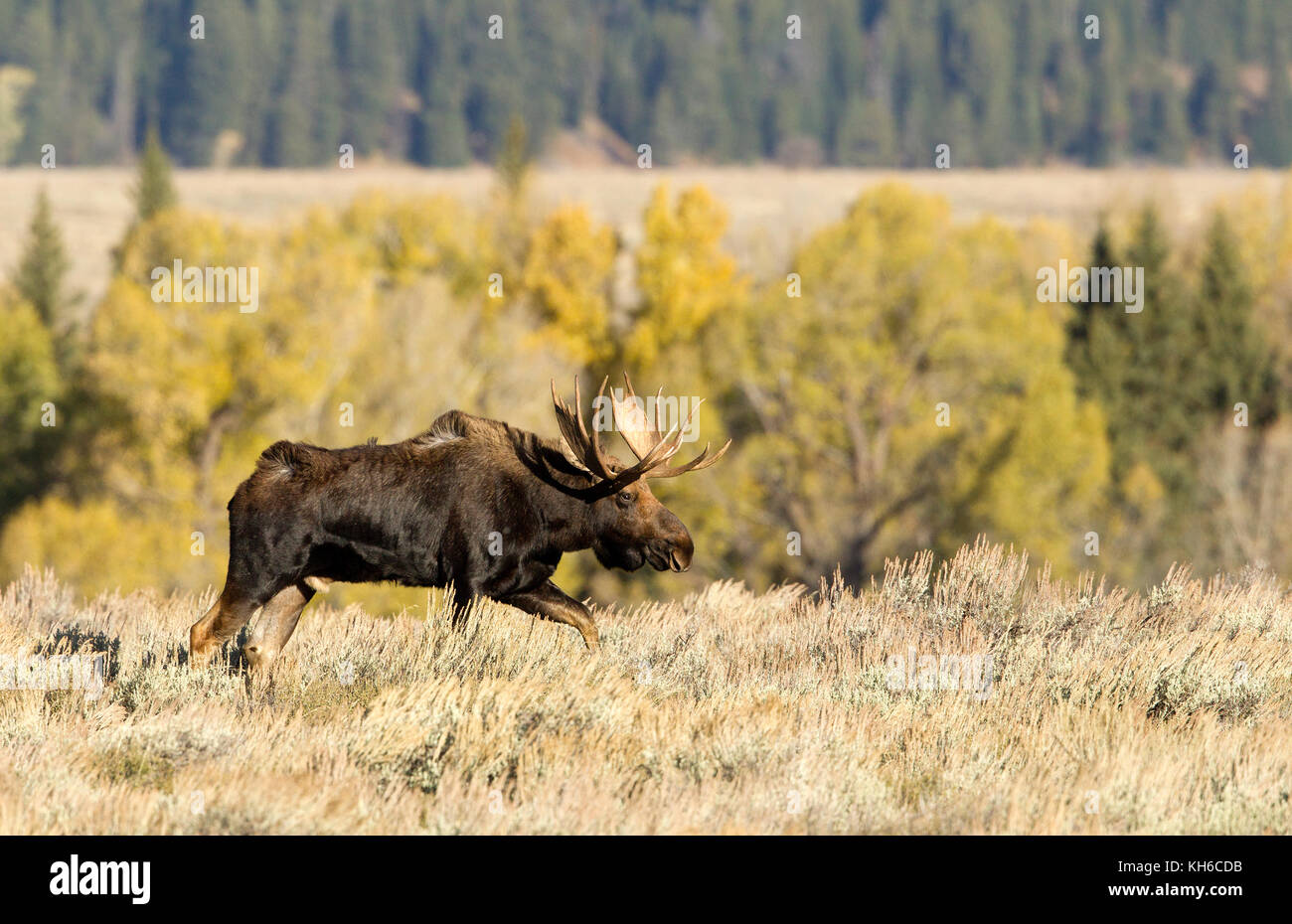 Bull moose in grand teton national park hi-res stock photography and ...