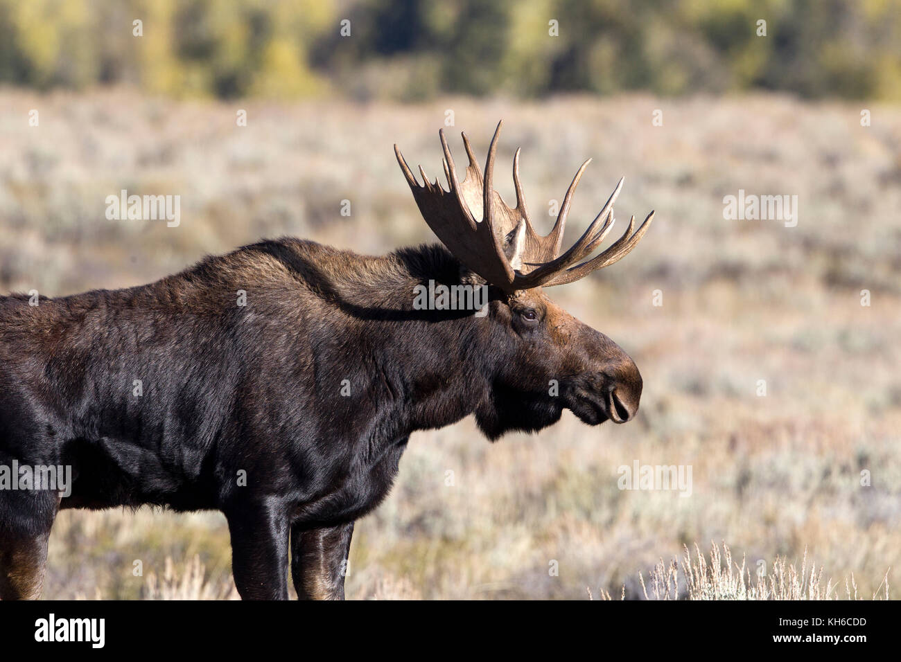 Closeup moose hi-res stock photography and images - Alamy