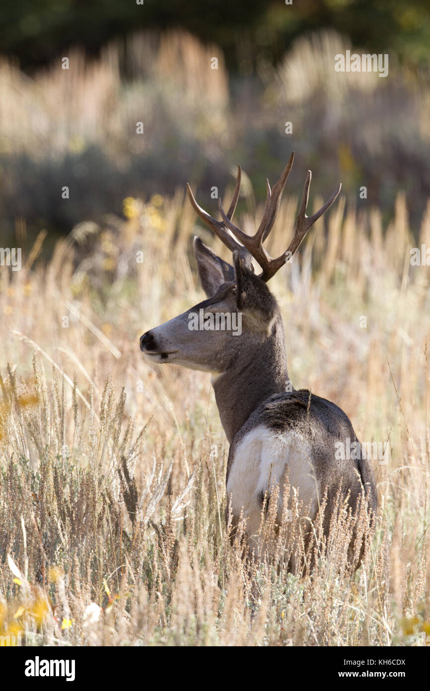 Mule Deer Buck Stock Photo - Alamy