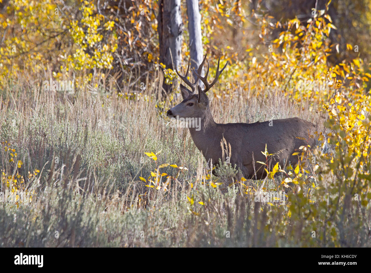 Mule Deer Buck Stock Photo - Alamy
