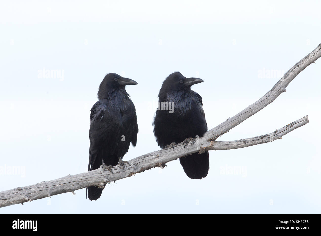 Common ravens hi-res stock photography and images - Alamy