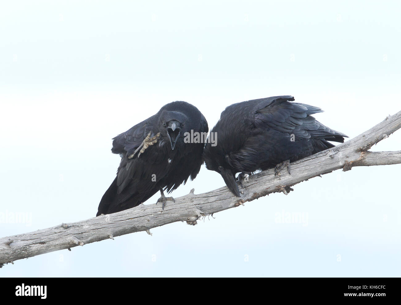 Pair of Common Ravens Stock Photo - Alamy