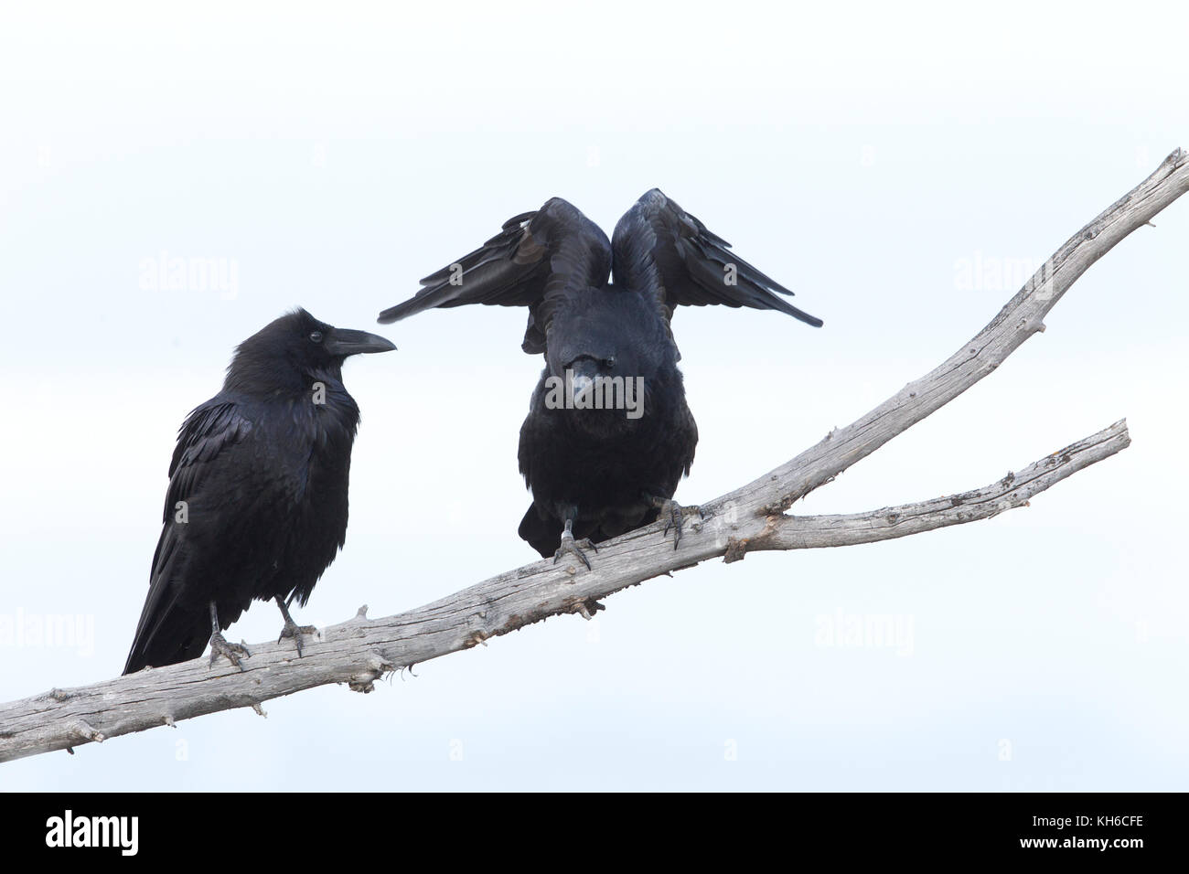 Common ravens hi-res stock photography and images - Alamy