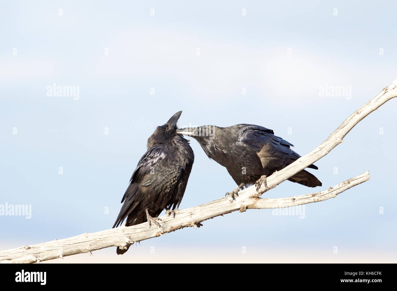 Pair of Common Ravens Stock Photo - Alamy