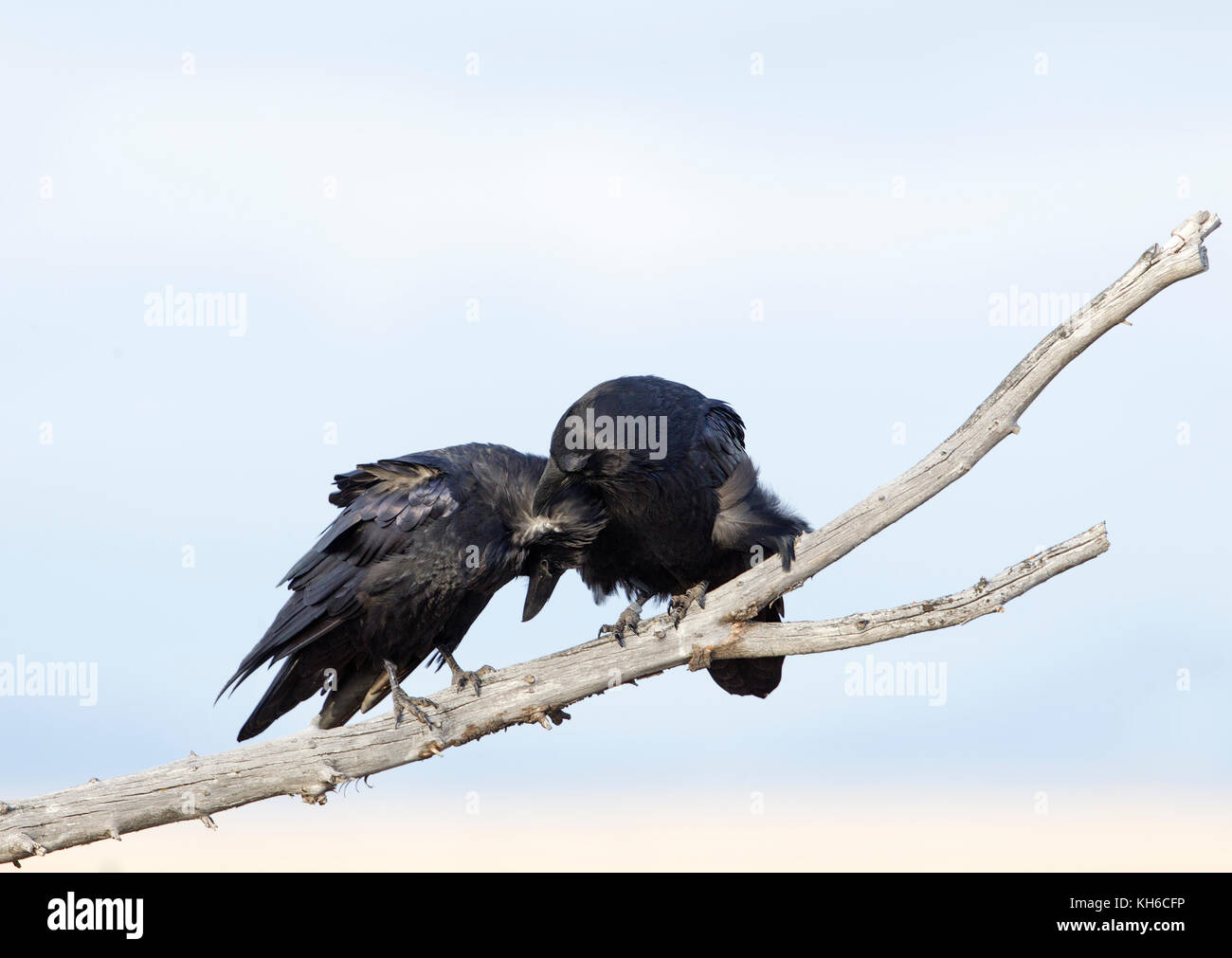 Pair of ravens preening each other hi-res stock photography and images ...
