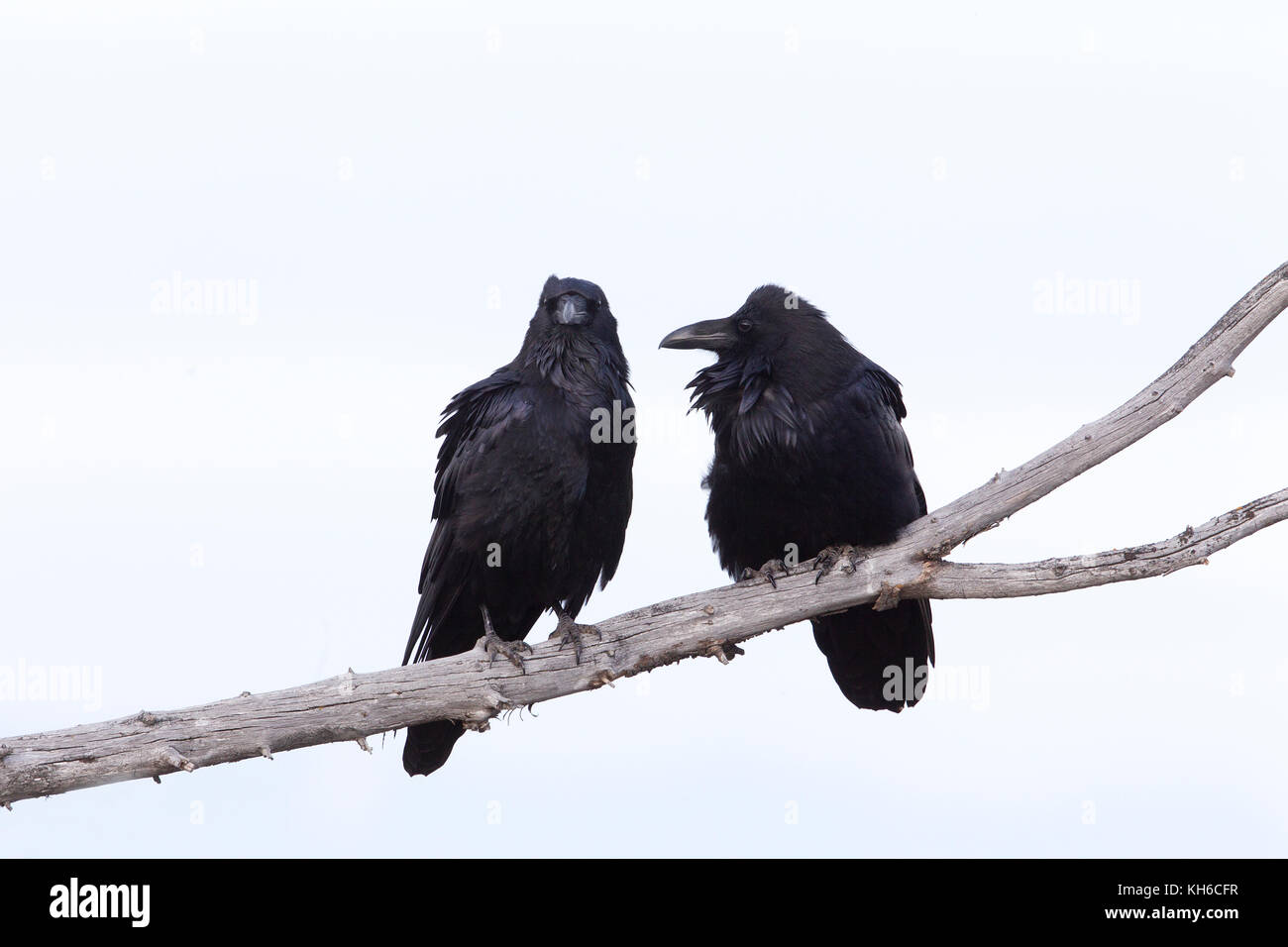 Ravens hi-res stock photography and images - Alamy
