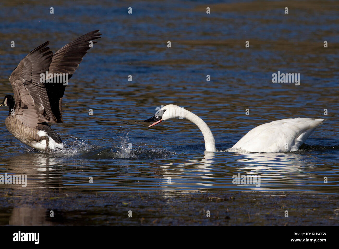 Trumpeter swan chasing away canada goose hi-res stock photography and ...