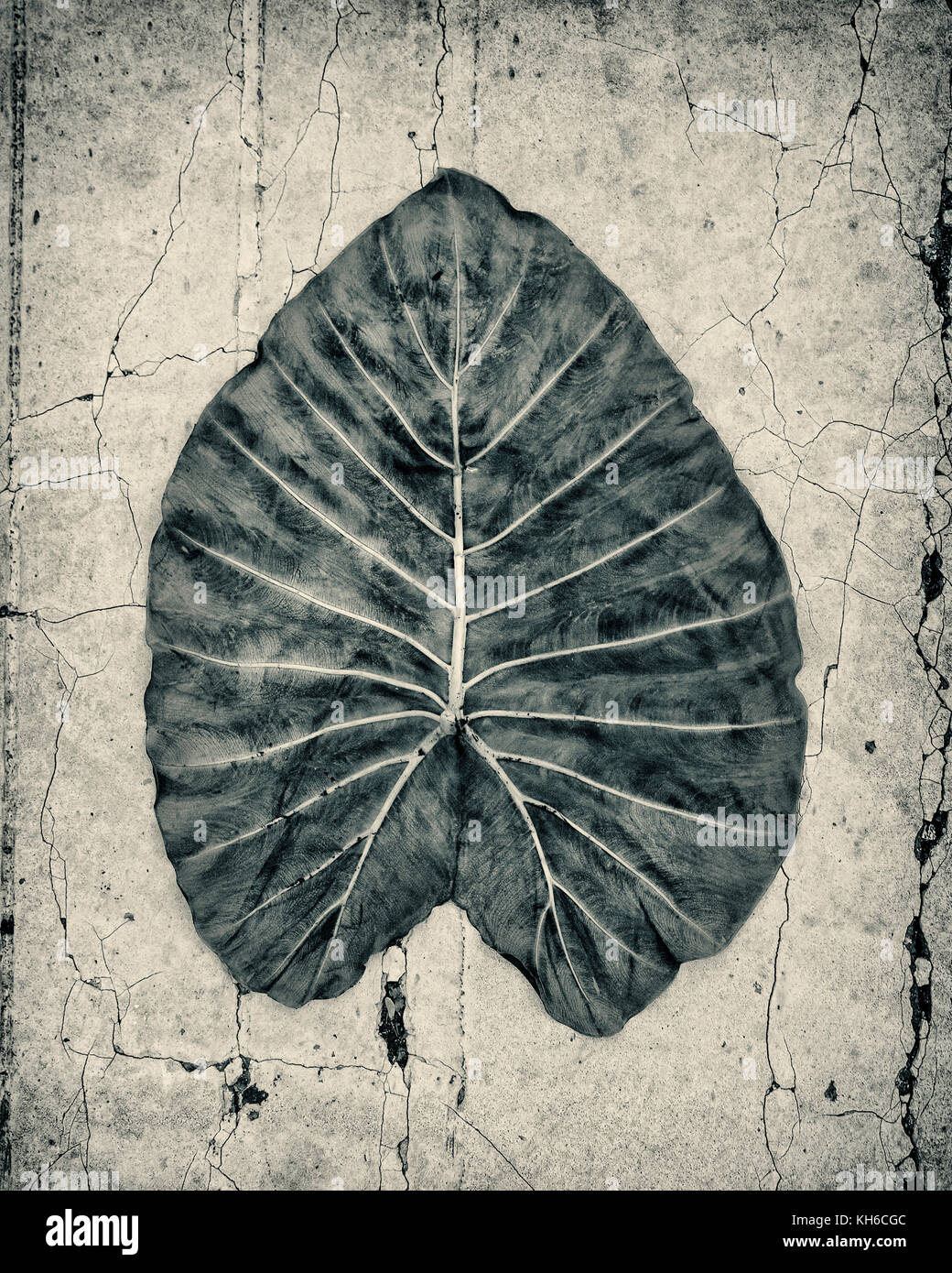 Chembu hi-res stock photography and images - Alamy