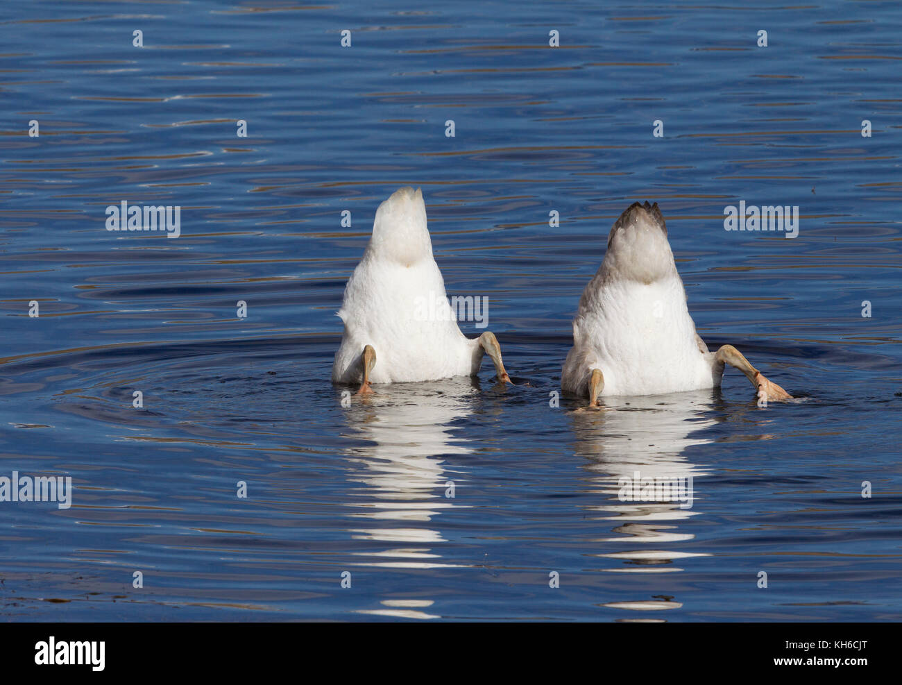 Two Trumpeter Swans Dabbling Stock Photo - Alamy
