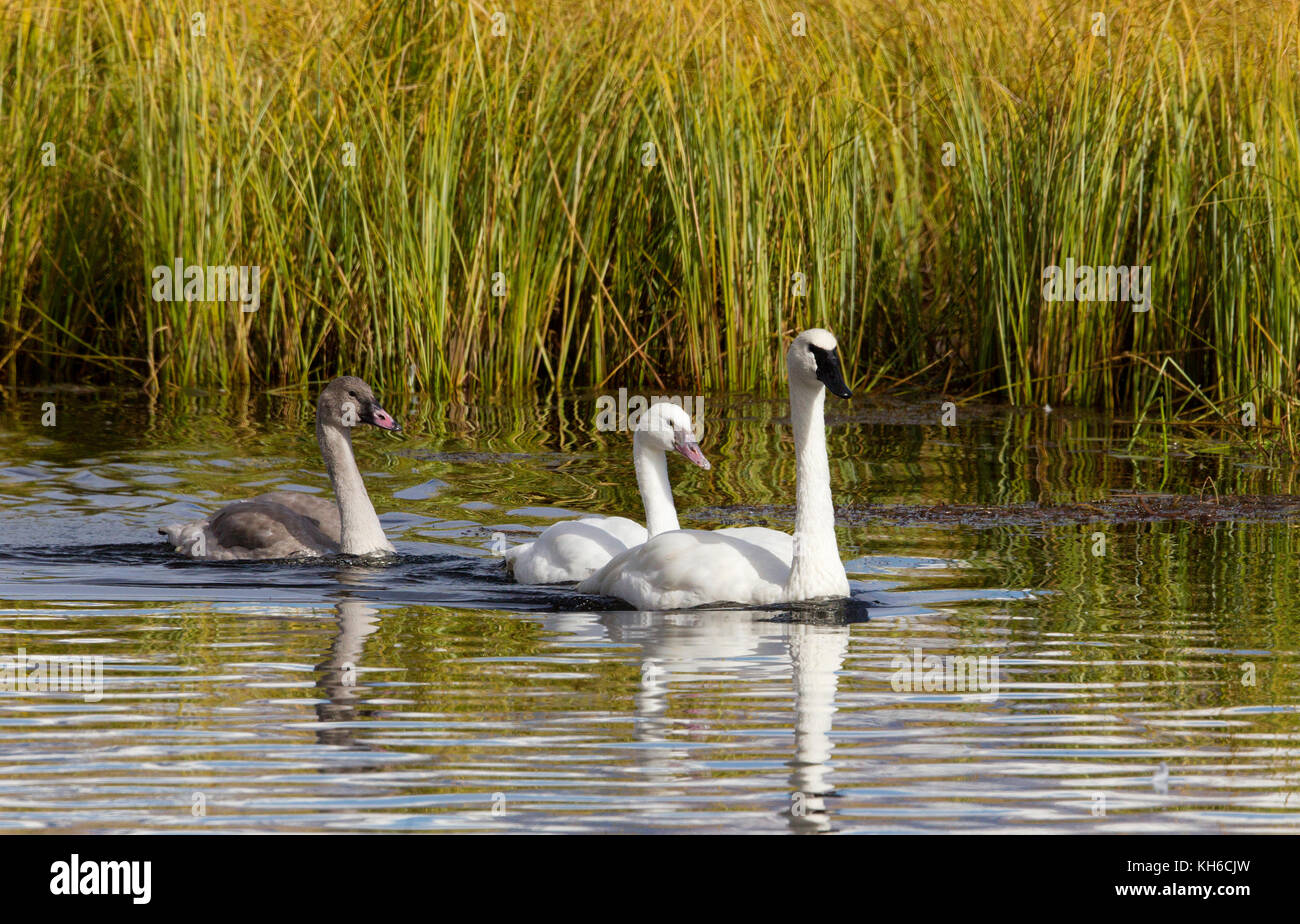Juvenile trumpeter swan hi-res stock photography and images - Alamy