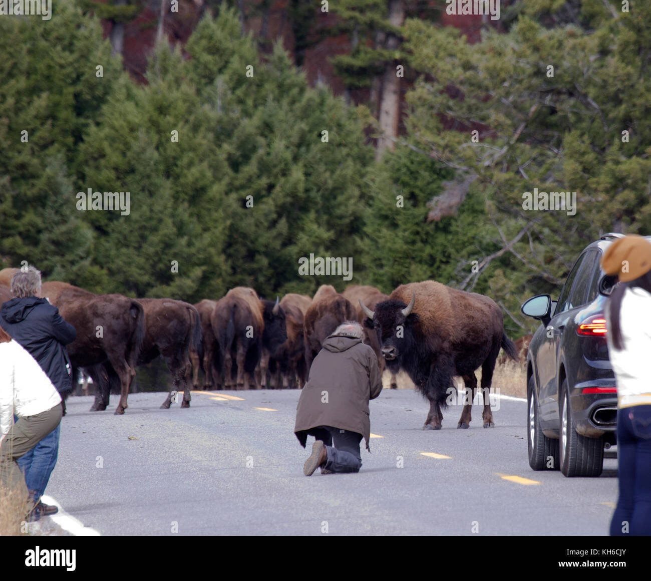 Man kneeling in road photographing a bison hi-res stock photography and ...