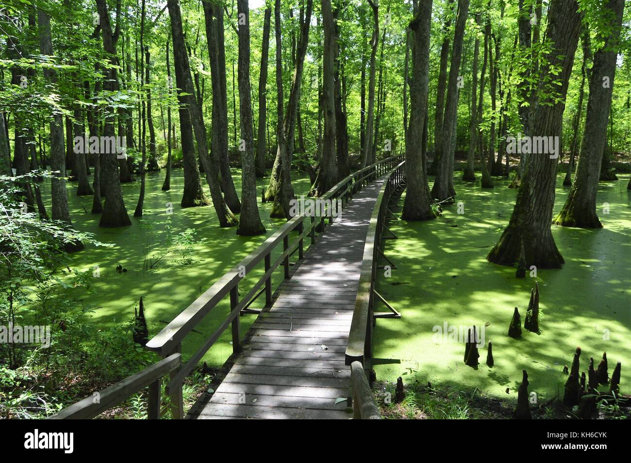 Bridge Cypress trees in swamp filled with bright green duckweed Heron ...