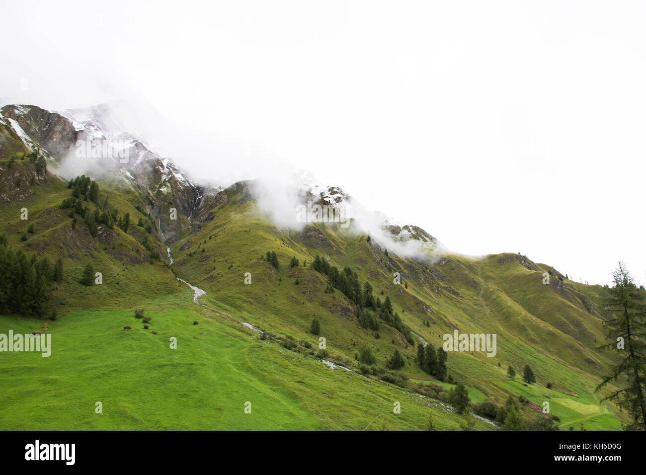 Alpine tree forest on the mountain with Alps highest and most extensive ...