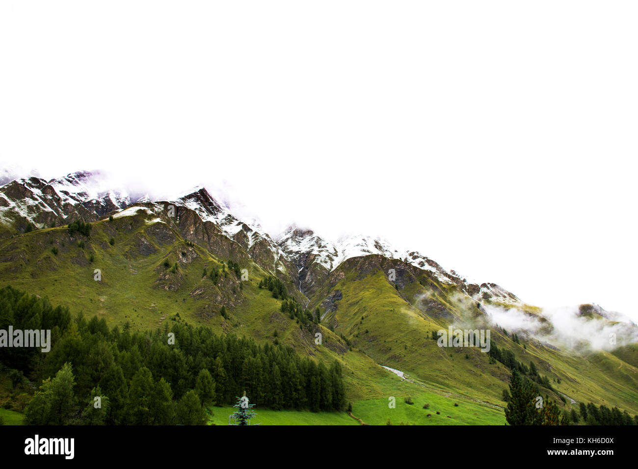 Alpine tree forest on the mountain with Alps highest and most extensive ...