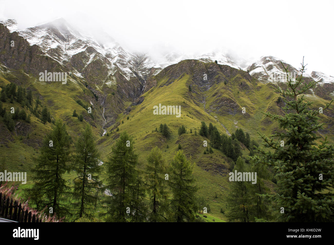 Alpine tree forest on the mountain with Alps highest and most extensive ...