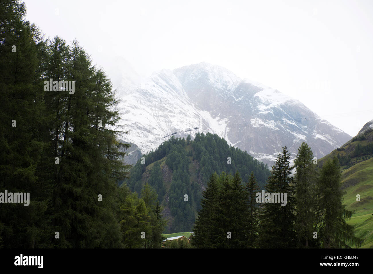 Alpine tree forest on the mountain with Alps highest and most extensive ...